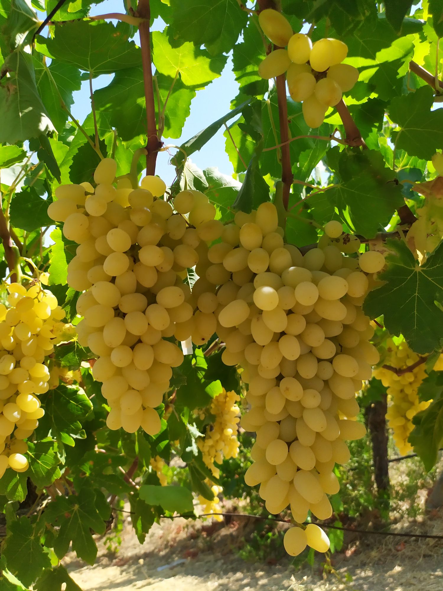 Sultana grape 1 kg - Acharnes, Heraklio, Crete - Wikifarmer