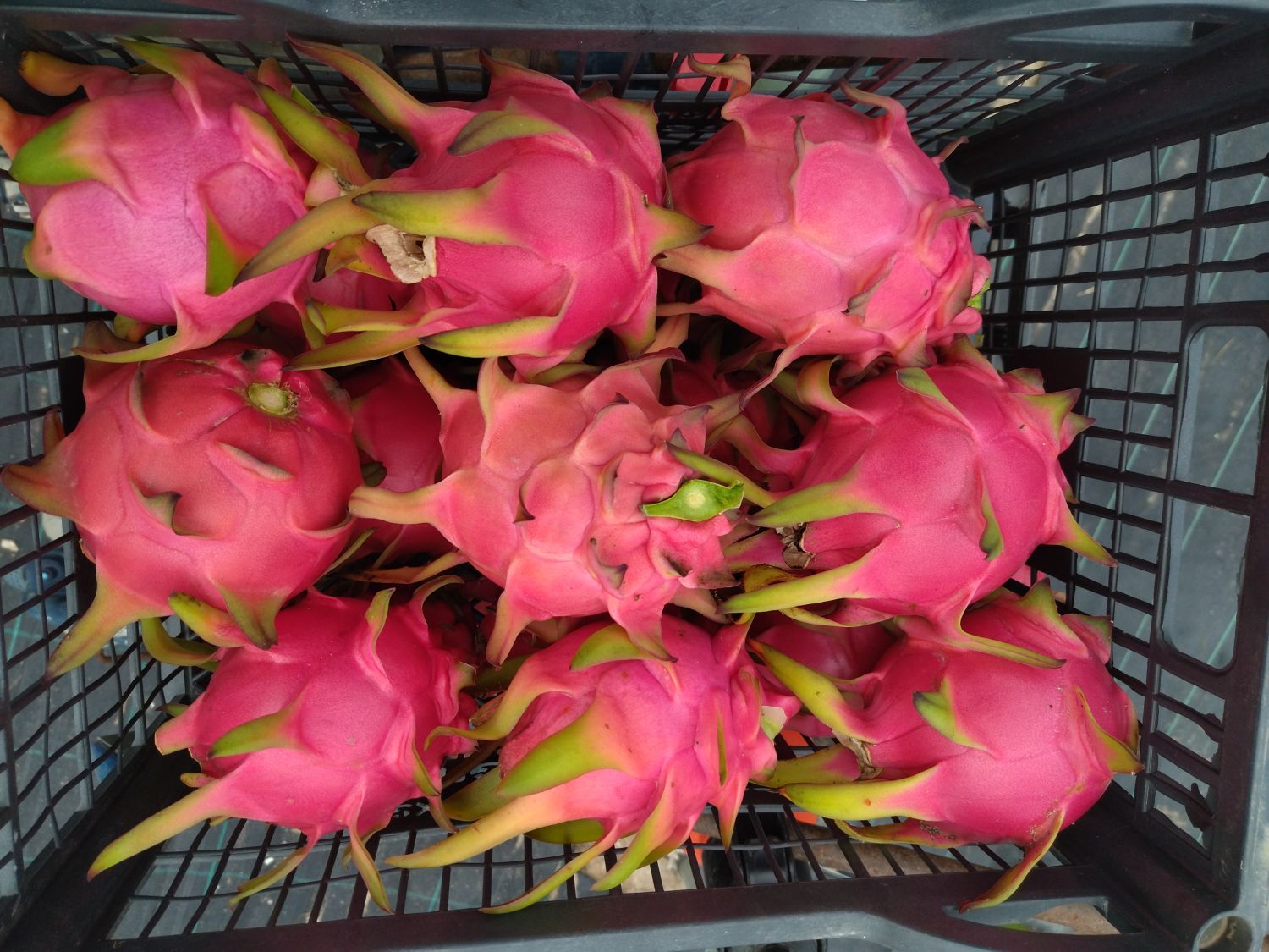 Pitaya Eco with red or white pulp - 1kg - Valencia - Wikifarmer