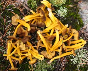 Chanterelle 1kg - PERISTERI - Wikifarmer