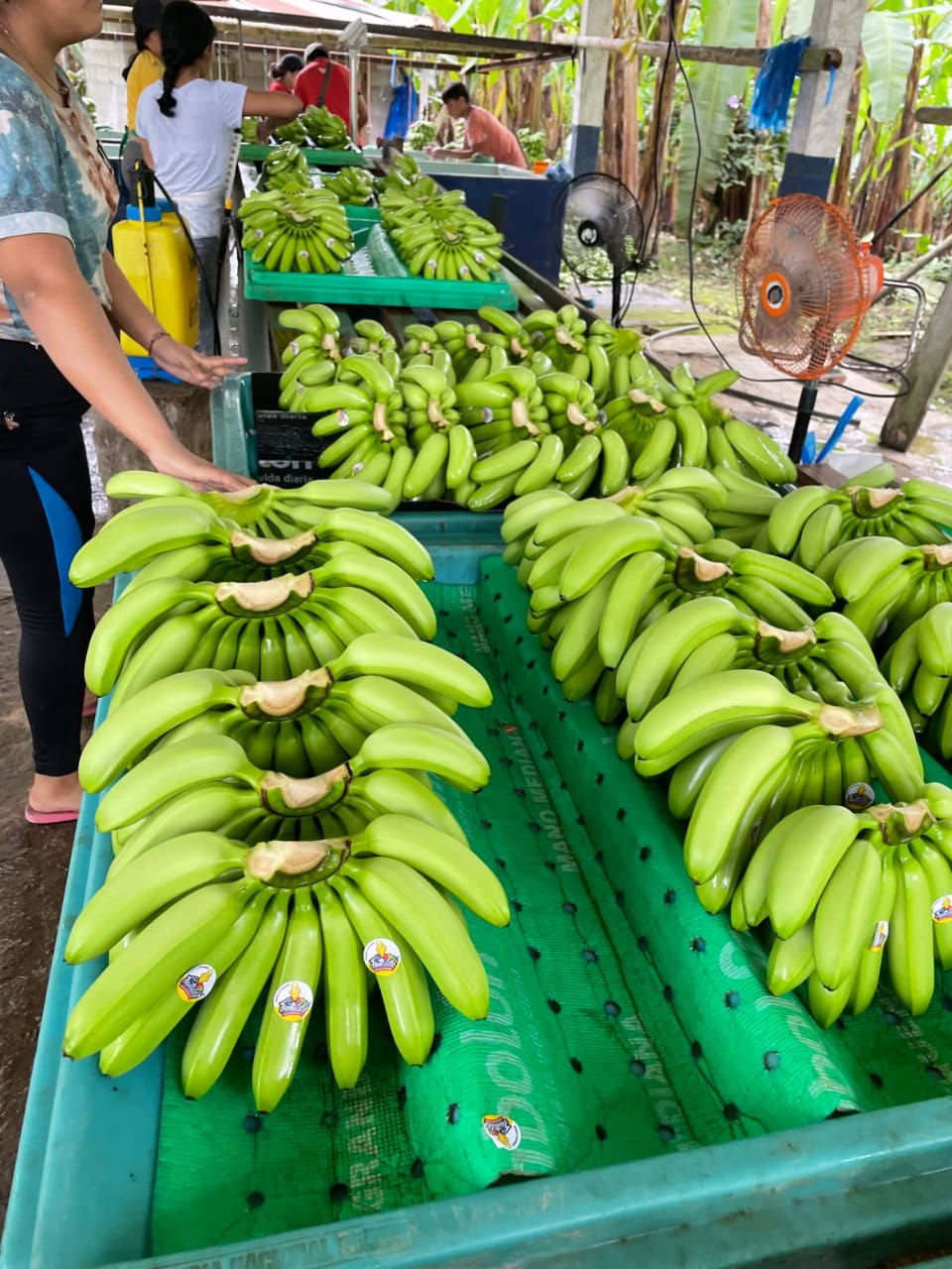 BANANA CAVENDISH - Cuenca - Wikifarmer