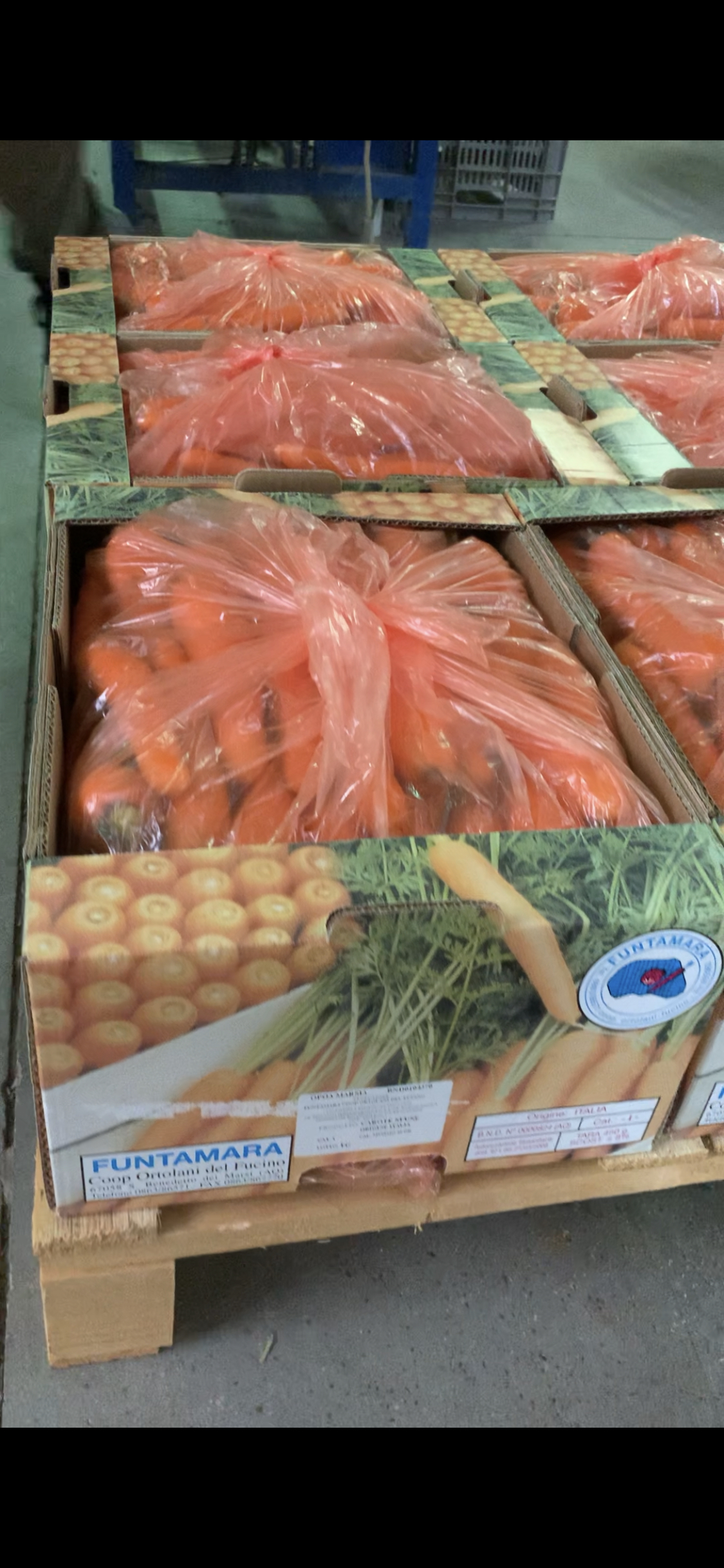 Bulk Carrots in cardboard boxes - 10kg - San Benedetto dei Marsi ...