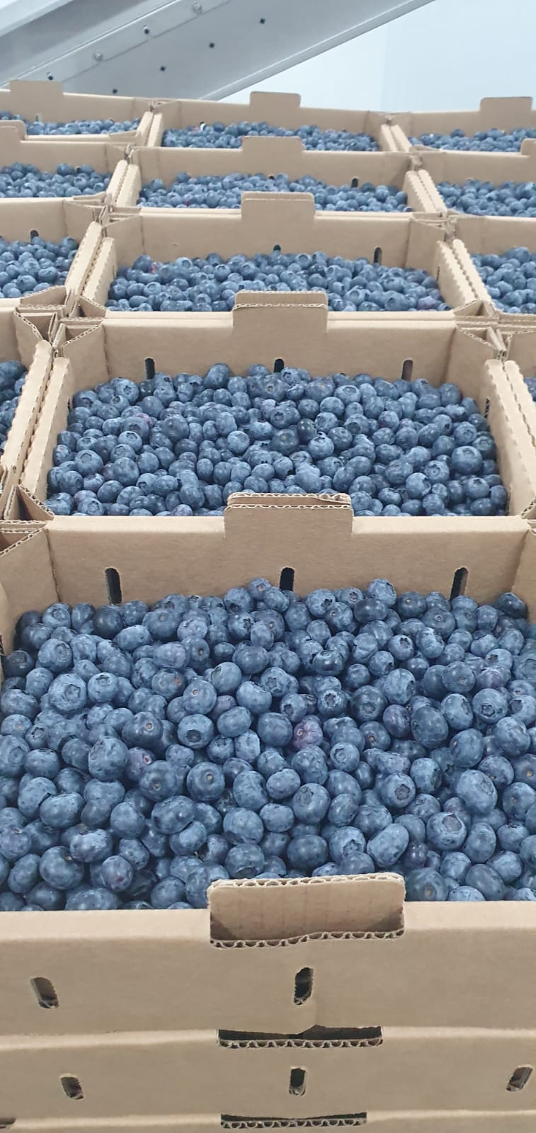 Blueberry Emerald BIO 12+ - Vila Meã - Wikifarmer