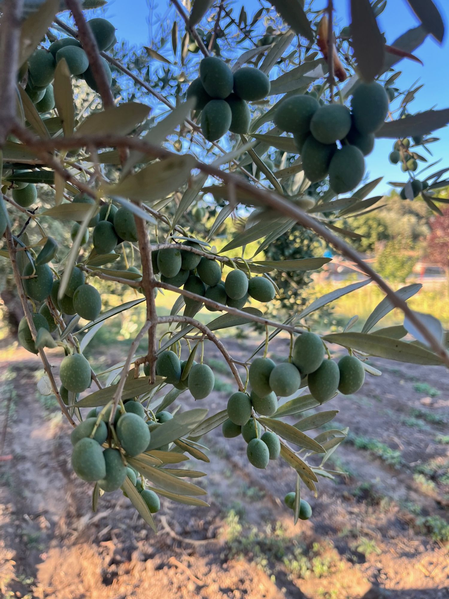 Raw Olives for dressings - Garcioutum - Wikifarmer