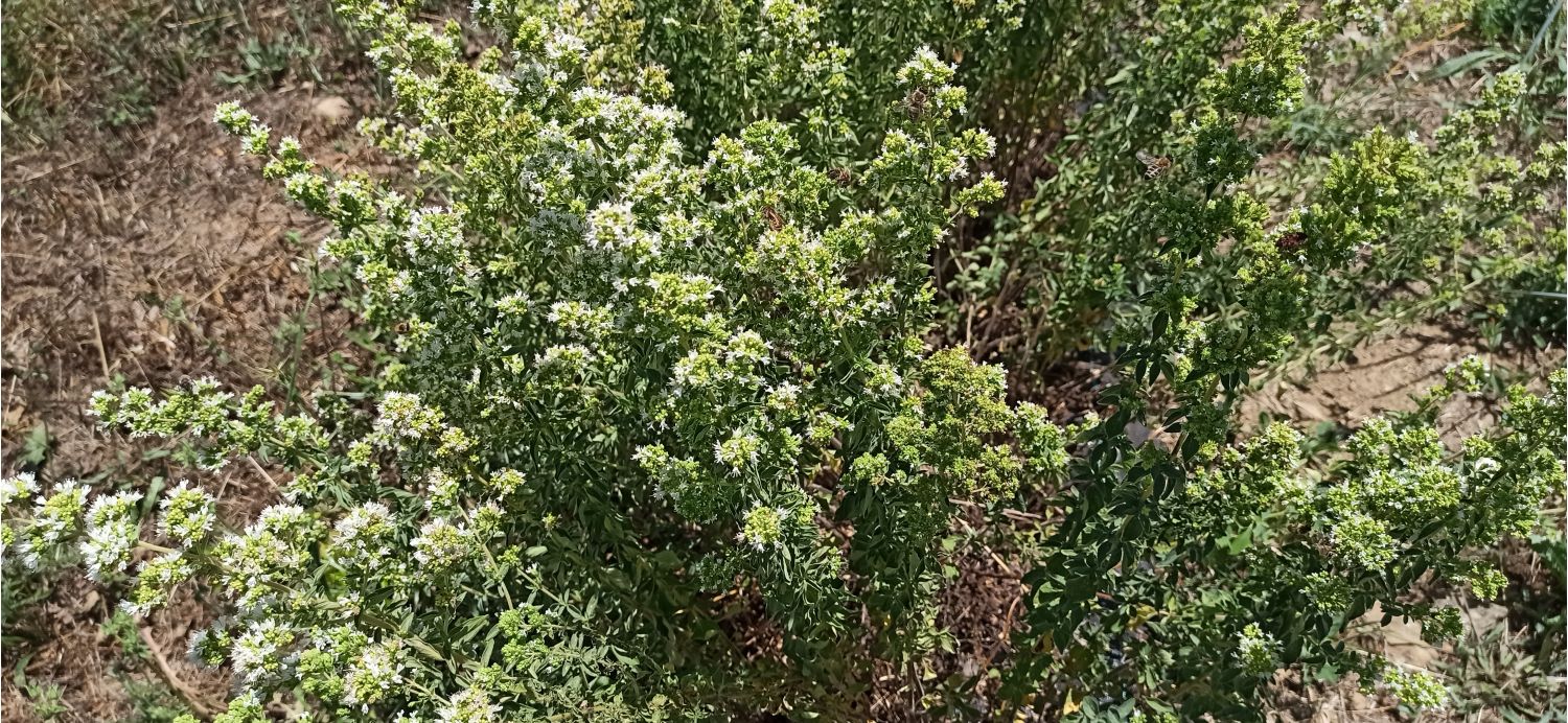 Organic Greek Oregano Trimmed 1 Kilo - tichio fokidas - Wikifarmer