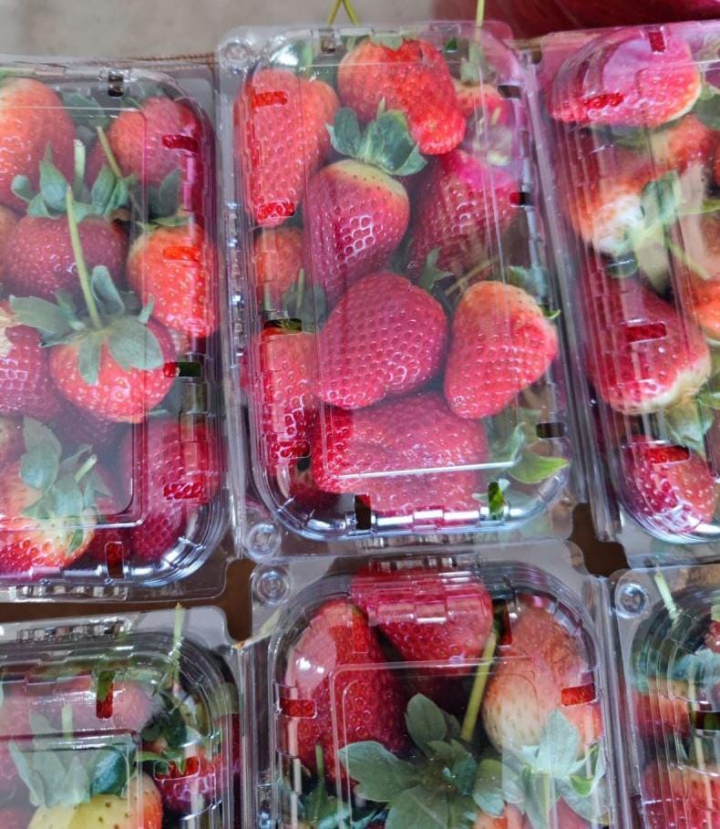 Strawberries pack 12x250g - Vélez-Málaga - Wikifarmer