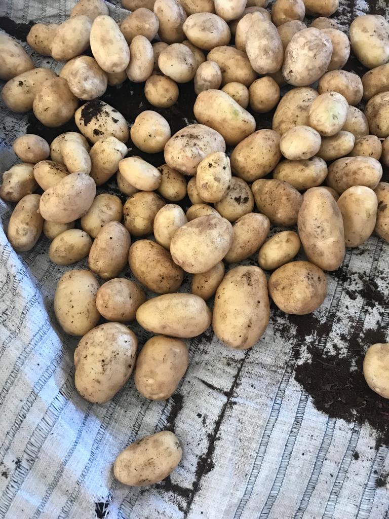 Potatoes Spunta 25 Kilos - Αthina - Wikifarmer