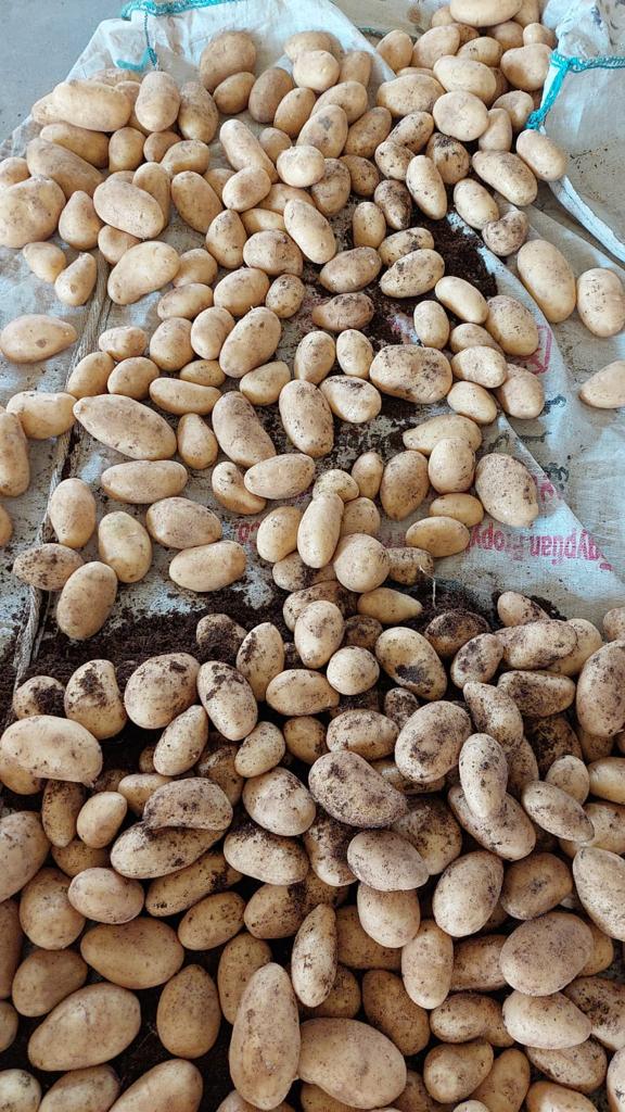 Potatoes Spunta 25 Kilos - Αthina - Wikifarmer