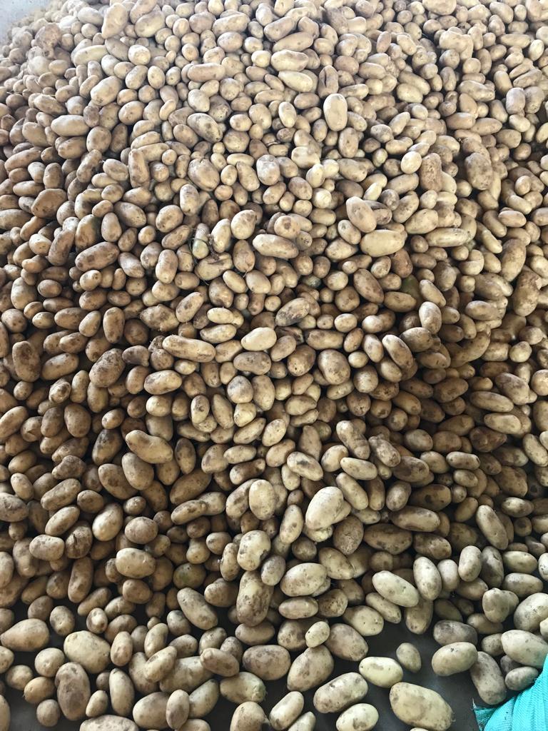 Potatoes Spunta 25 Kilos - Αthina - Wikifarmer