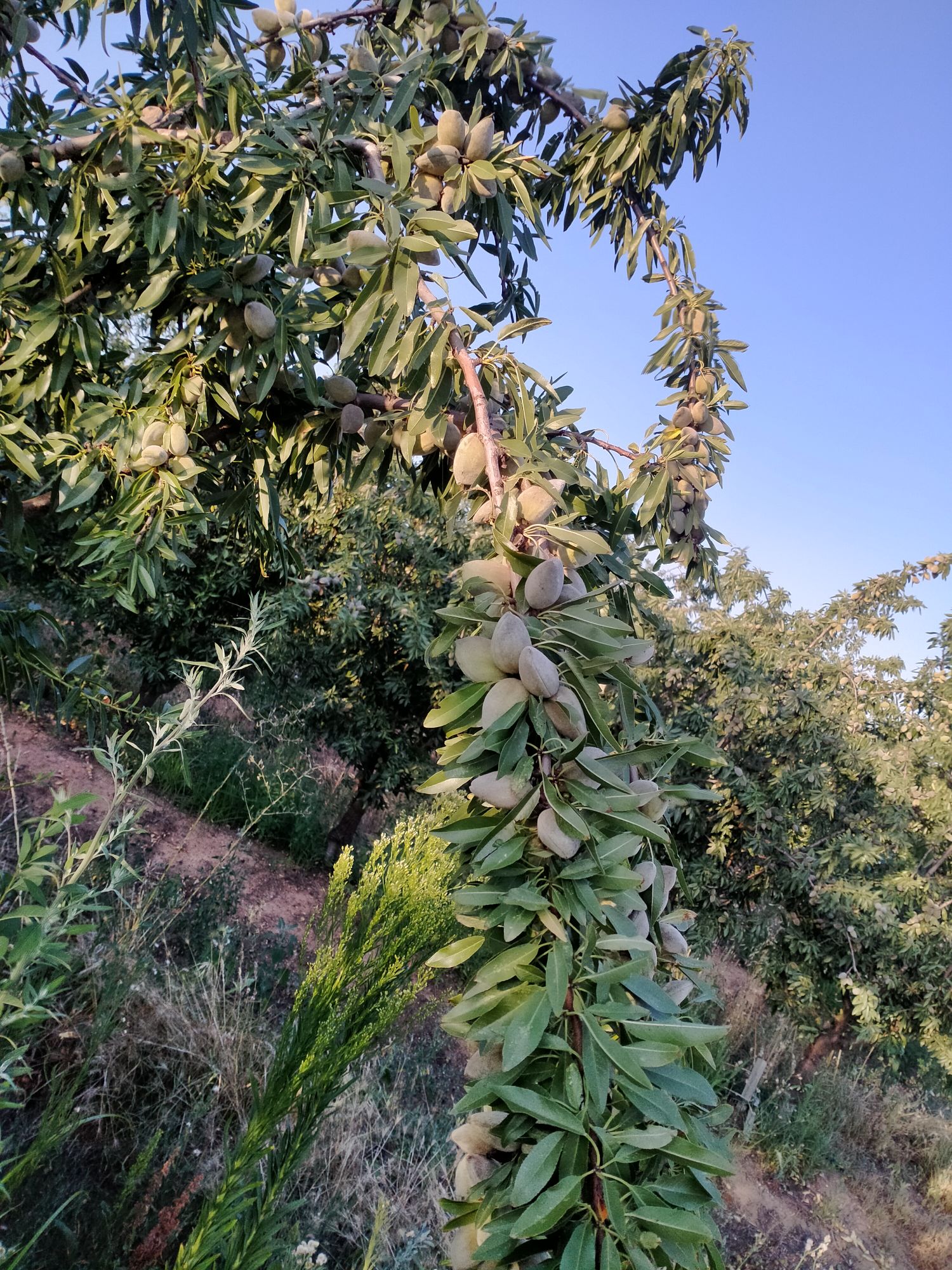 Lauranne Almonds in bulk with shell - Guadiana - Wikifarmer