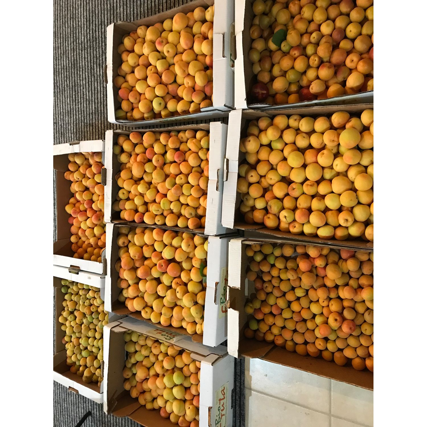 Cretan Organic Apricots in a Package - 1 kg - iraklio - Wikifarmer