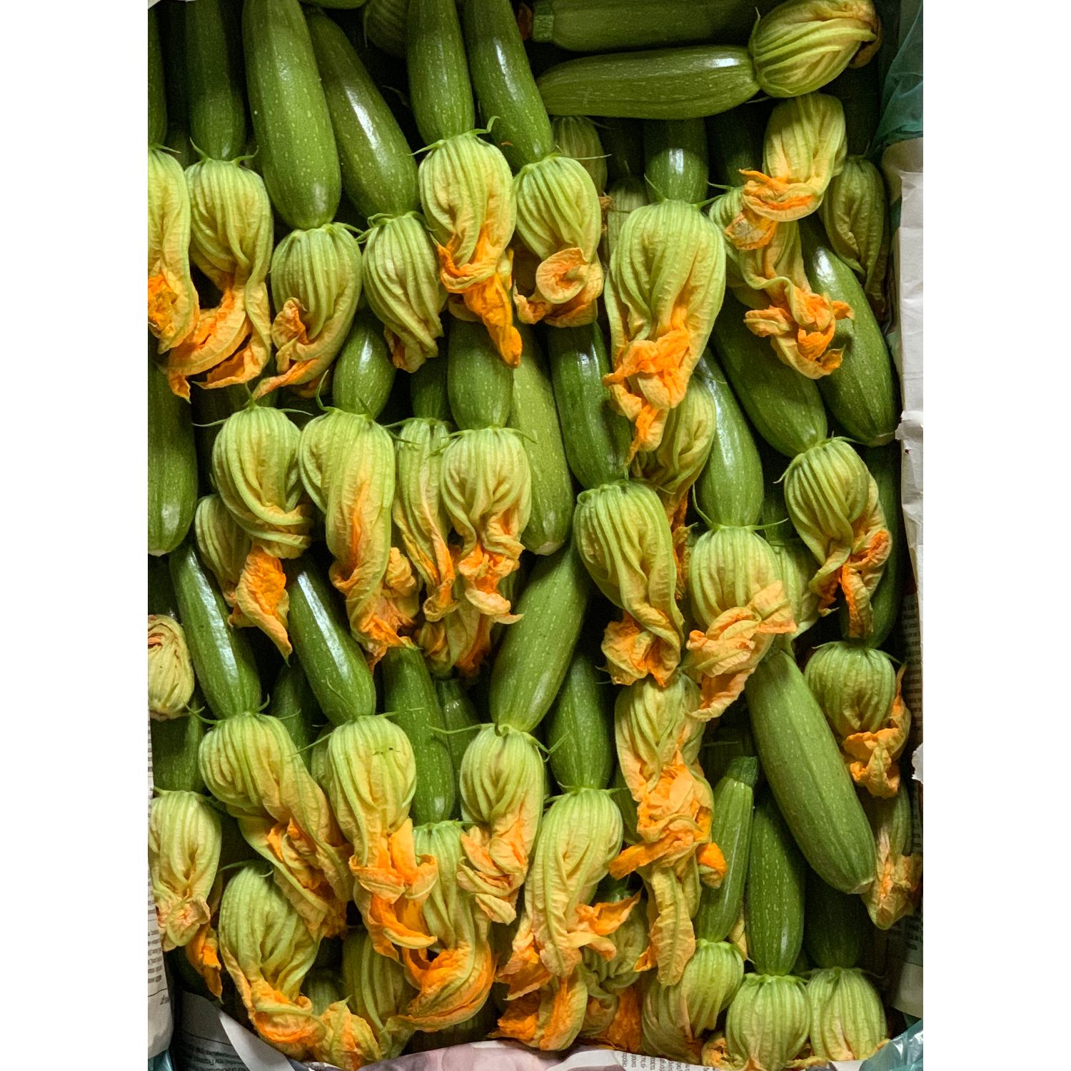 Zucchini - 10kg package - chersonisos - Wikifarmer