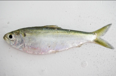 Round sardinella (Sardinella Aurita) box of 8kg - Kavala - Wikifarmer