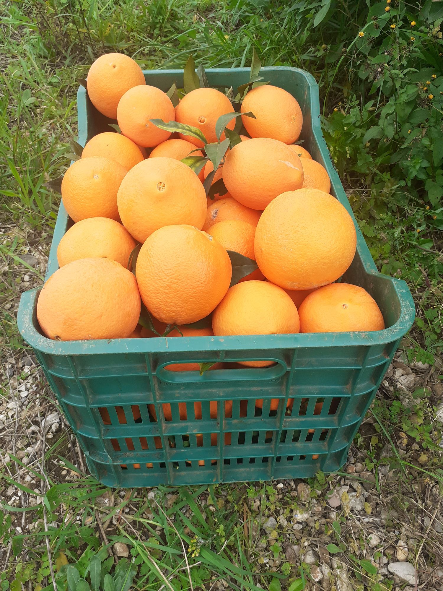 Navalina Oranges 1kg - nafplio - Wikifarmer