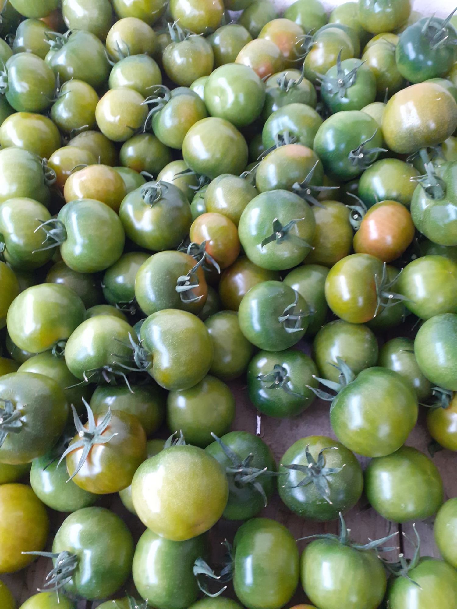 Camone Tomatoes - 1kg - Licata - Wikifarmer