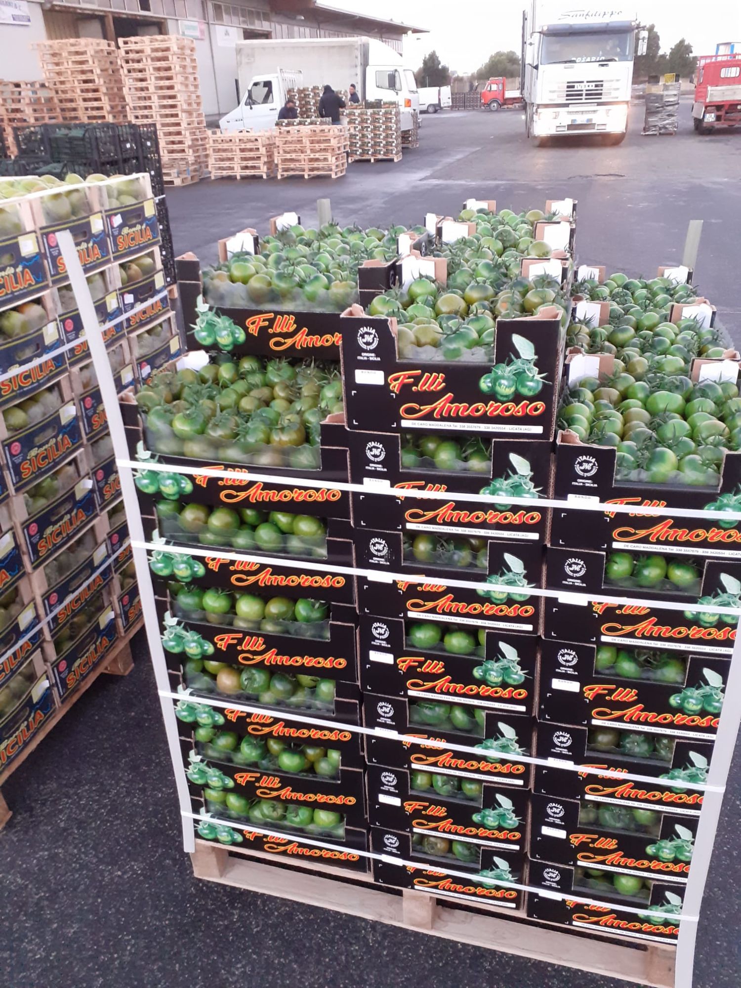 Camone Tomatoes - 1kg - Licata - Wikifarmer