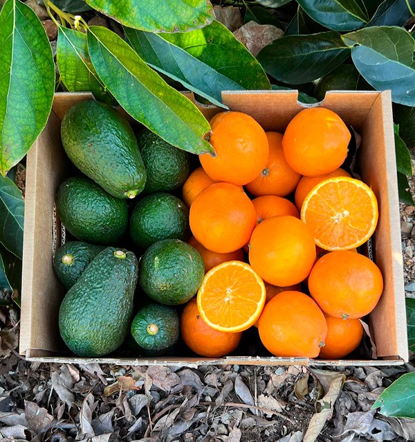 Pack of 2kg Avocados and 2 kg Oranges - Les Alqueries - Wikifarmer