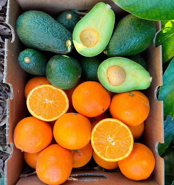 Pack of 2kg Avocados and 2 kg Oranges - Les Alqueries - Wikifarmer