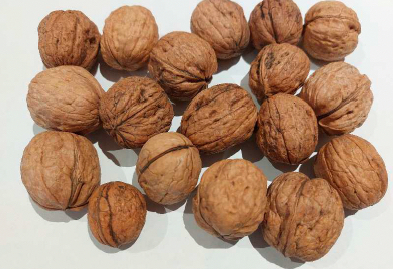 In-shell walnuts, in conversion to organic, Howard and Serr variety in ...