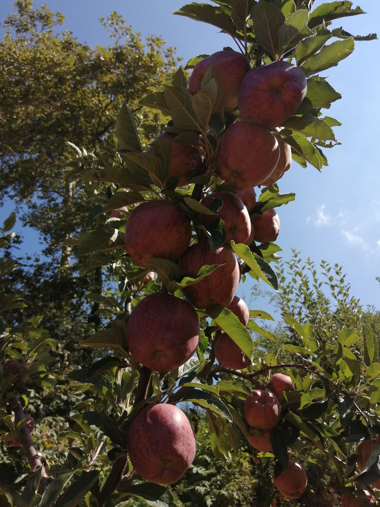 Starking Red Apples - Price 1kg - volos - Wikifarmer
