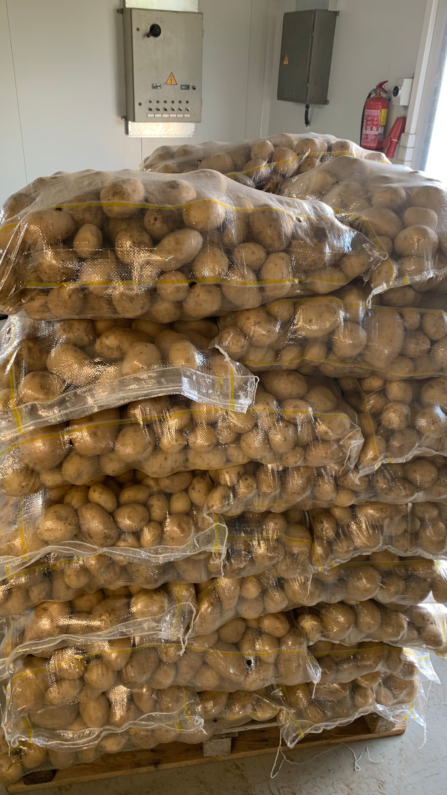 Spunta Tripoli Potatoes - tripoli - Wikifarmer