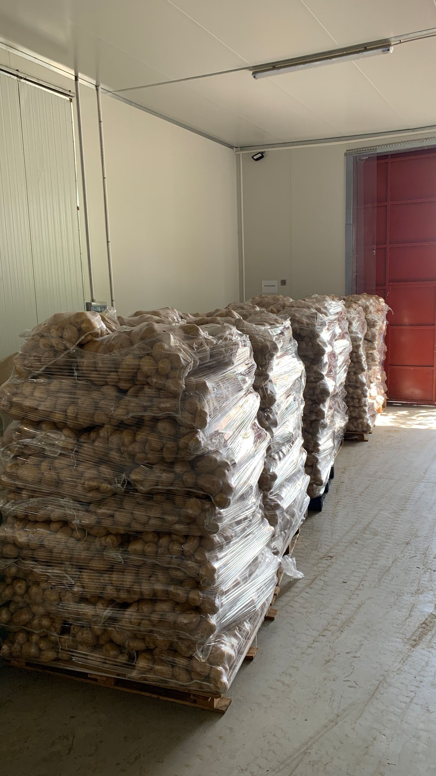 Spunta Tripoli Potatoes - tripoli - Wikifarmer