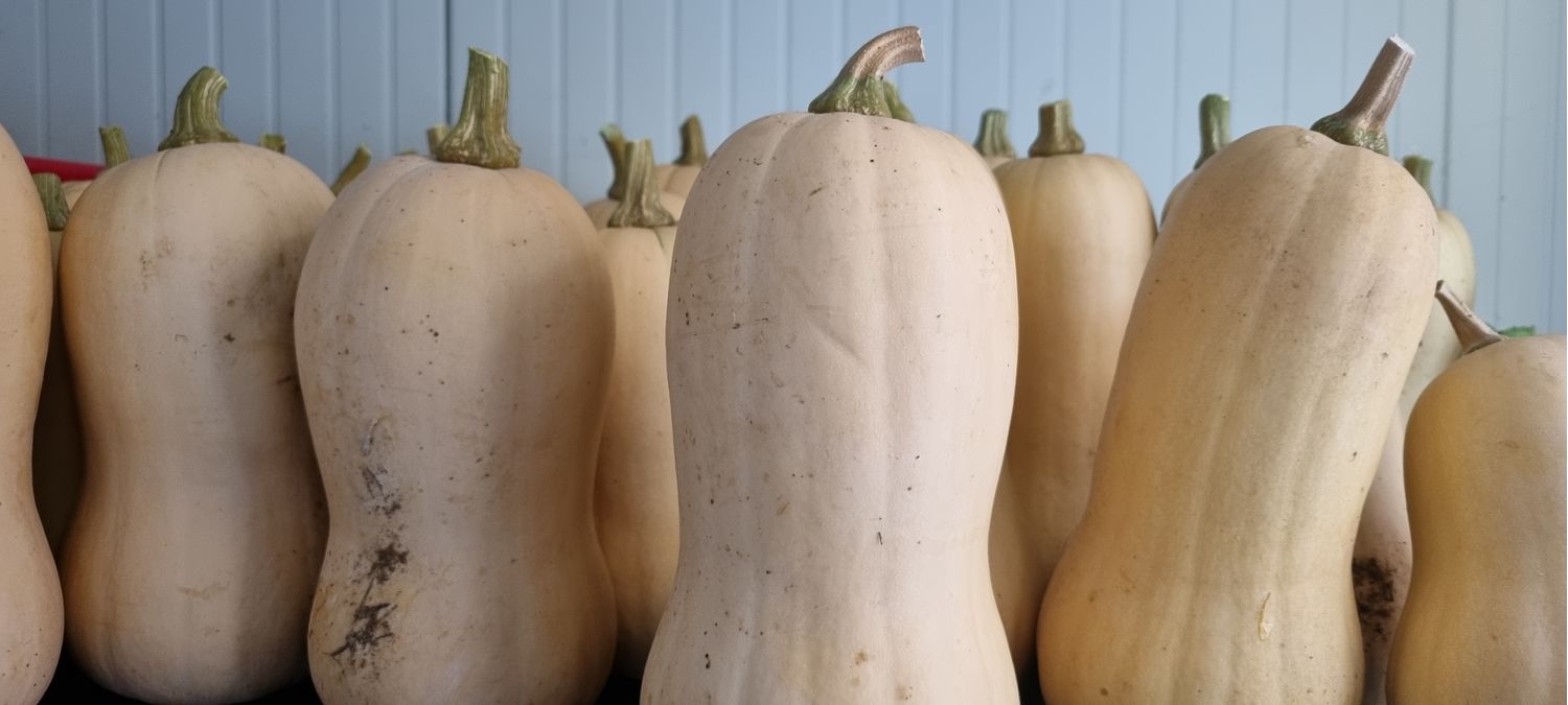 Squash Butternut 1 kg - Vittoria - Wikifarmer