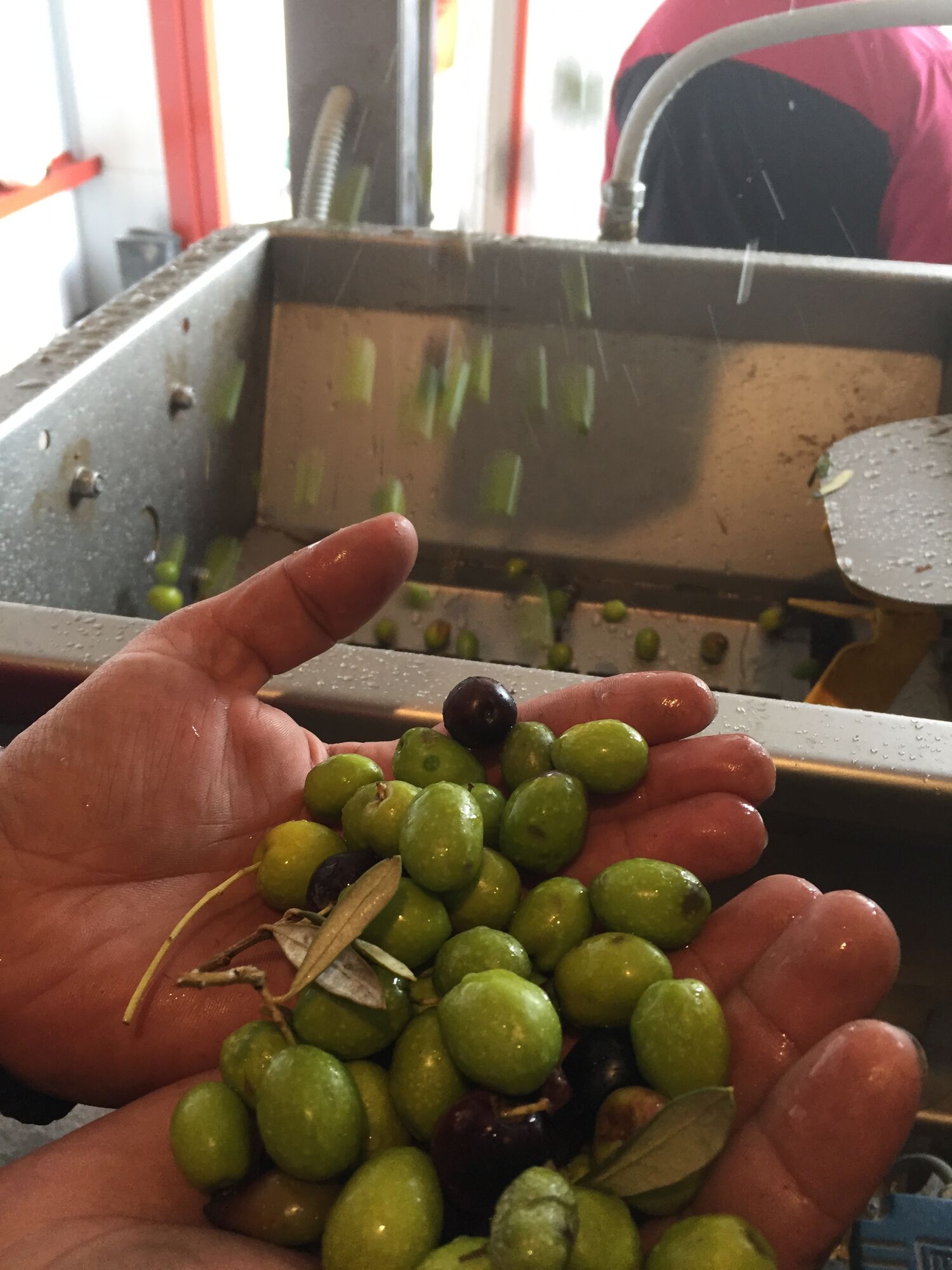 Extra virgin organic olive oil Manaki, 500 ml - Drosia - Wikifarmer