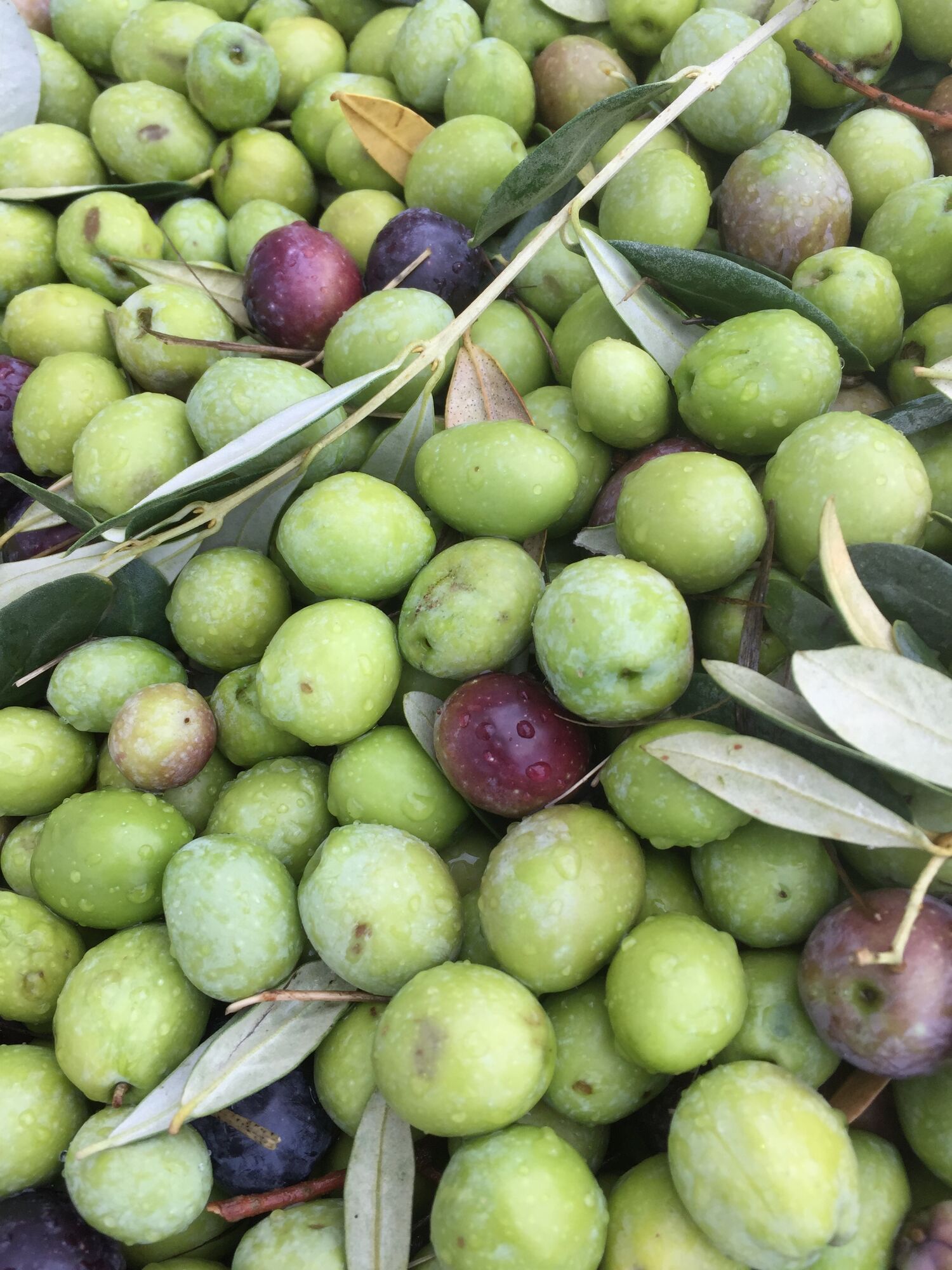 Extra virgin organic olive oil Manaki, 500 ml - Drosia - Wikifarmer