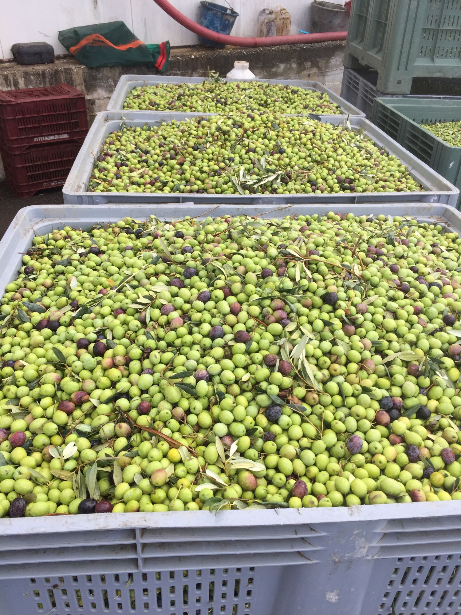 Extra virgin organic olive oil Manaki, 500 ml - Drosia - Wikifarmer