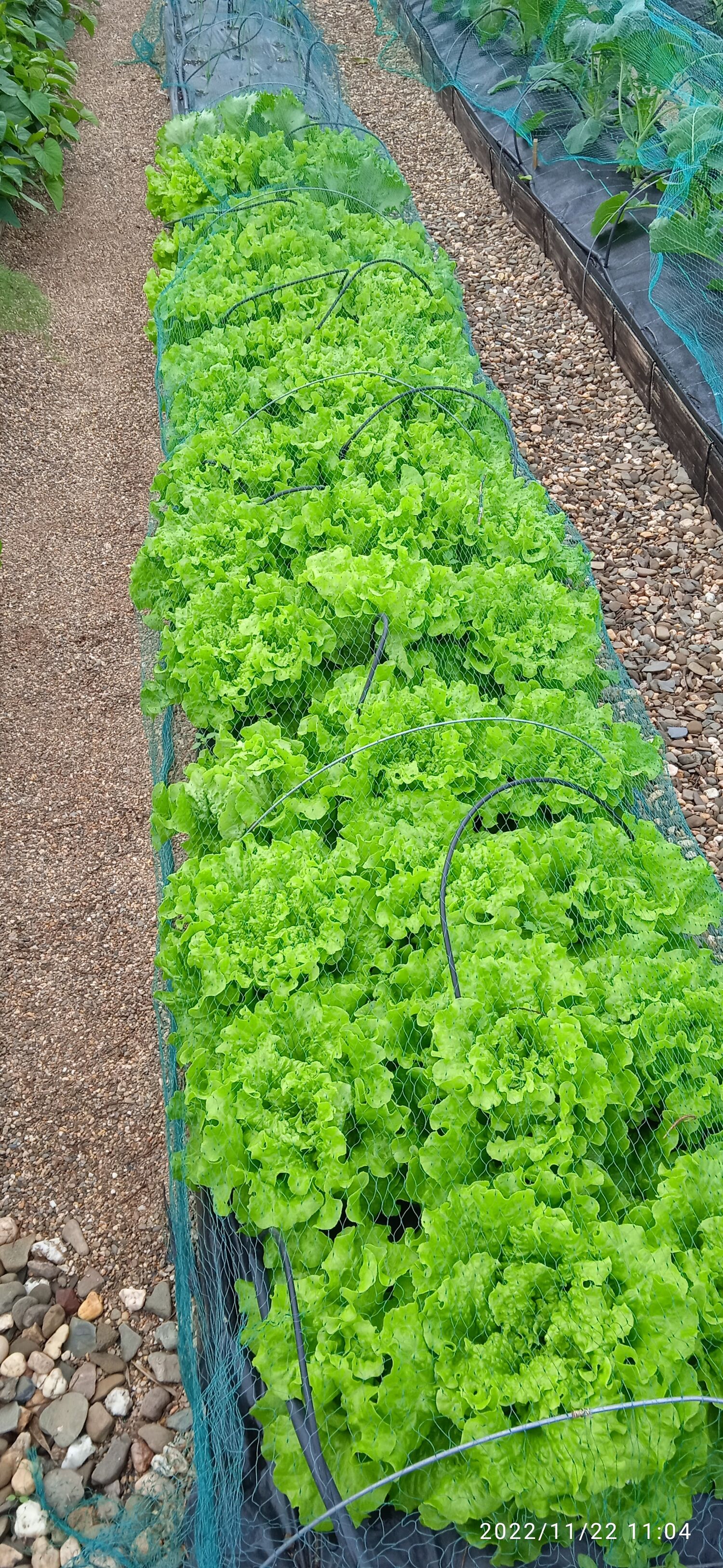 Curly Lettuce - 1kg - Huelva - Wikifarmer