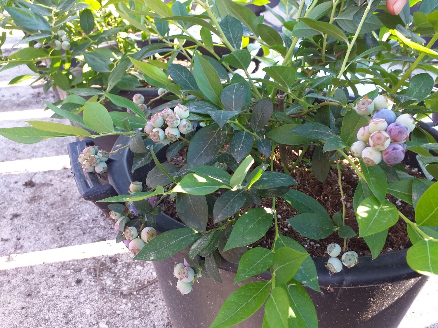 Blueberries Star variety - 250g pack - Latin - Wikifarmer