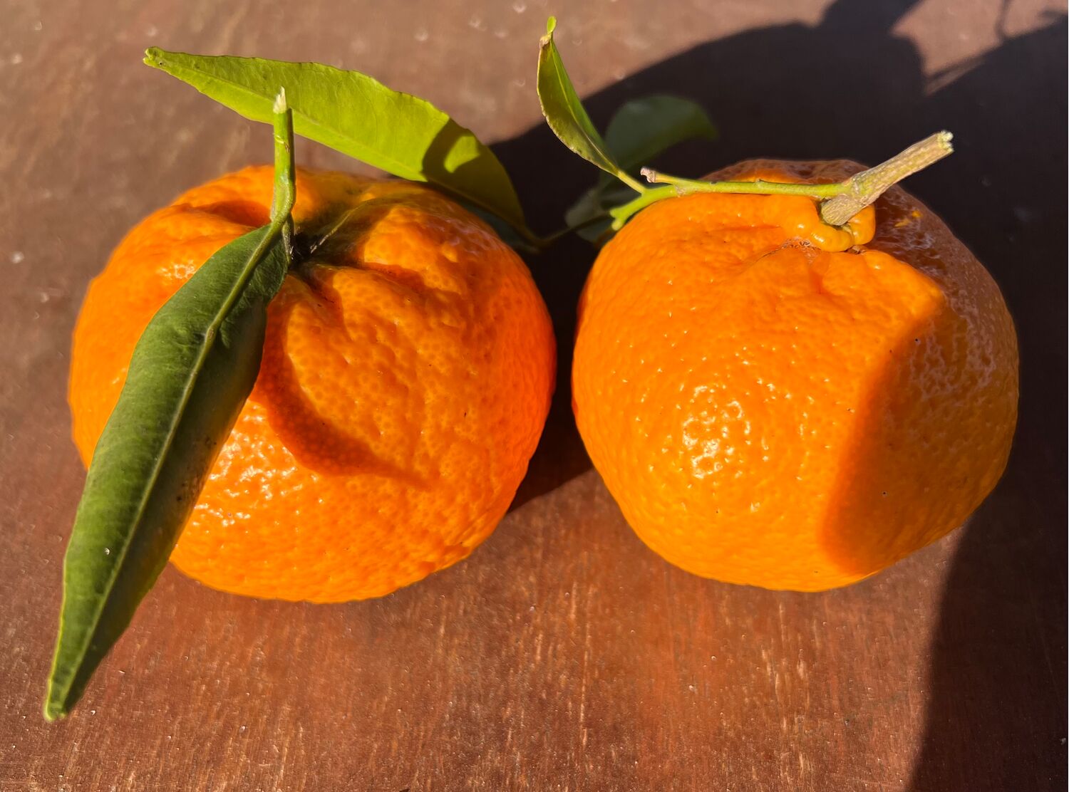 Organic Tangerine (common) 1 kg - chania - Wikifarmer