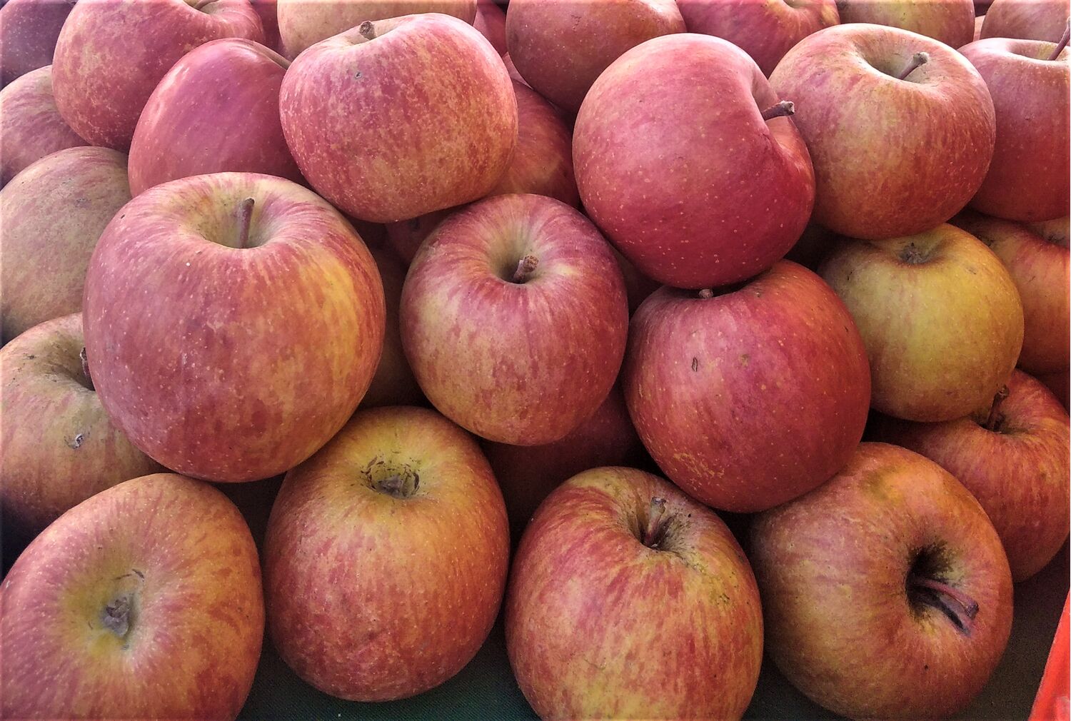 Organic Fuji apple 1kg - - Wikifarmer