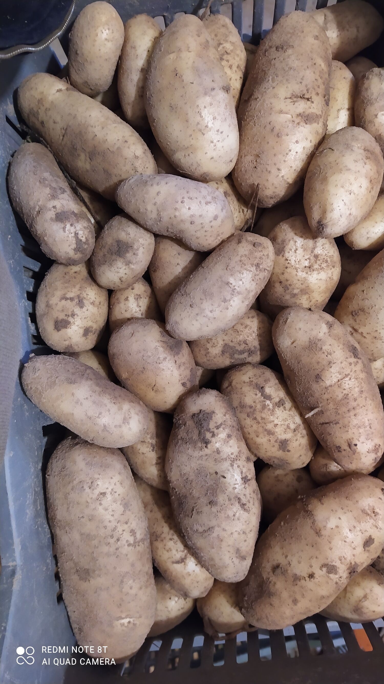 Potatoes Bio Spunta, Agria, Jelly, Bamba - lefkogia -kato nevrokopi ...