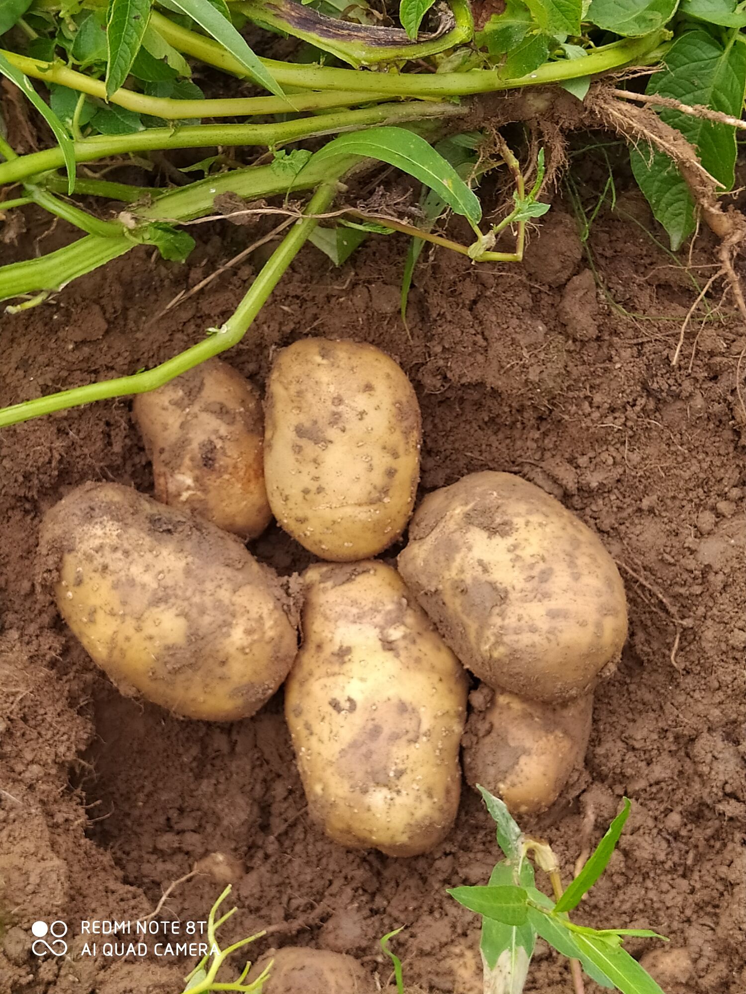 Potatoes Bio Spunta, Agria, Jelly, Bamba - lefkogia -kato nevrokopi ...