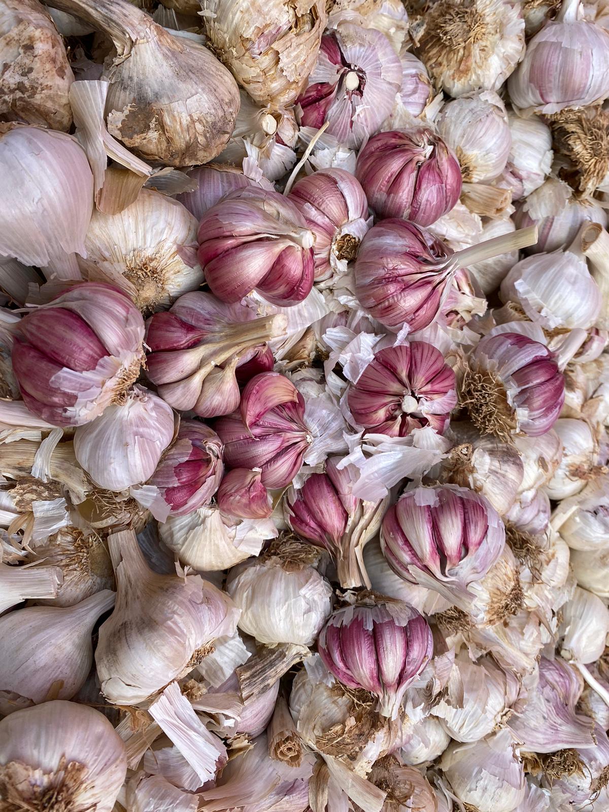 Garlic - Rīga - Wikifarmer