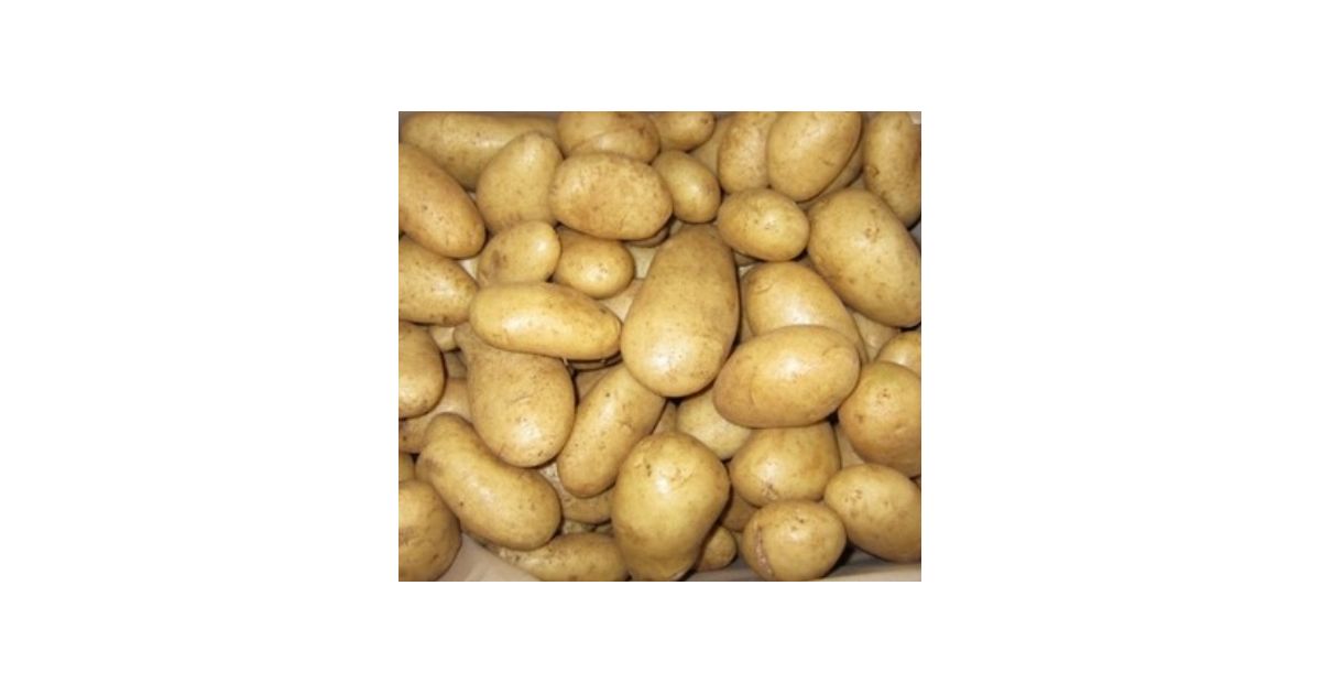 Spunta variety Potatoes - 5 kg bag - Ortueri - Wikifarmer