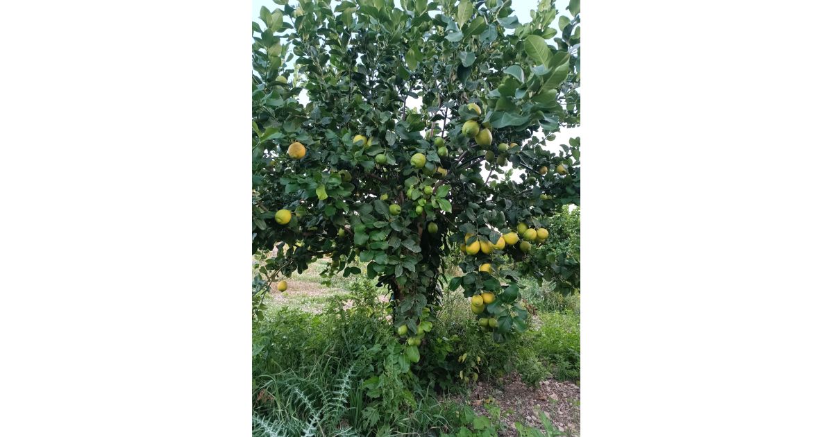 Syracusan feminello Lemon - Noto - Wikifarmer