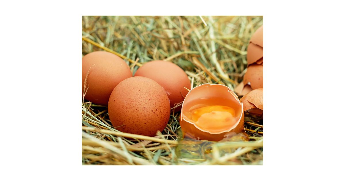 Wholesale Egg Suppliers Near Me Eggs Suppliers Wholesale Egg Prices Wholesale Egg Suppliers Near Me Eggs Suppliers Wholesale Egg Prices