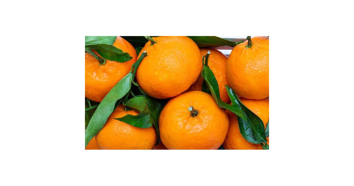 Clemenules mandarin 15 kg - Vinaroz - Wikifarmer