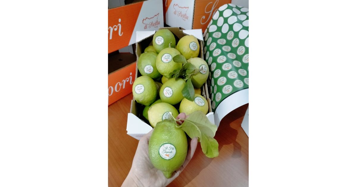 Primofiore Lemons - Balestrate - Wikifarmer