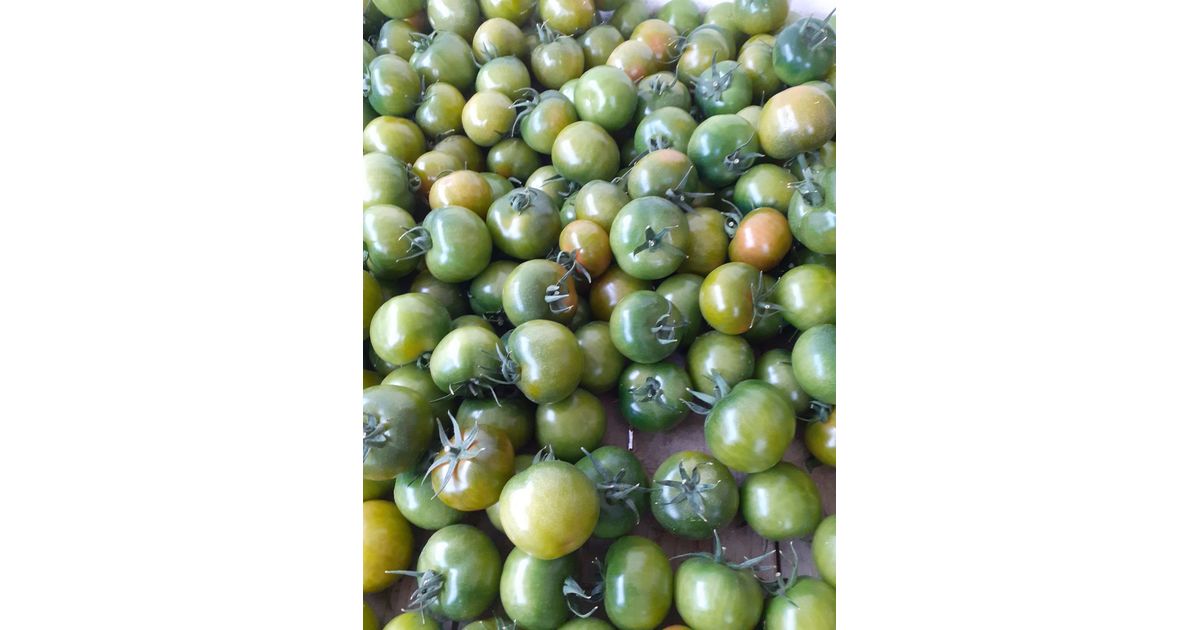 Camone Tomatoes - 1kg - Licata - Wikifarmer