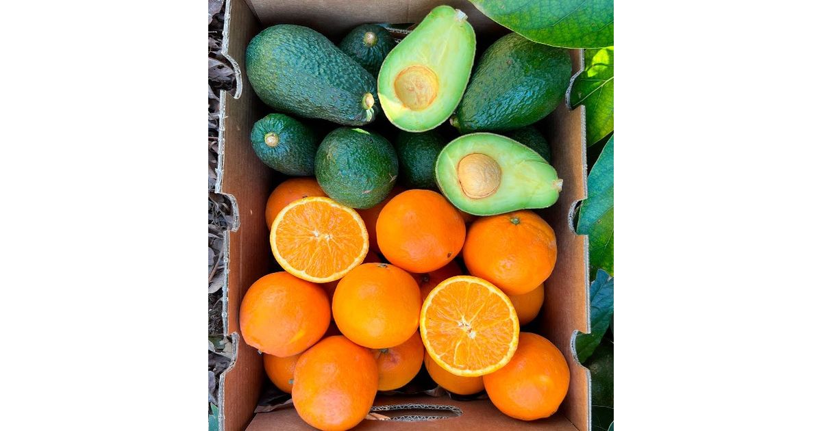 Pack of 2kg Avocados and 2 kg Oranges - Les Alqueries - Wikifarmer