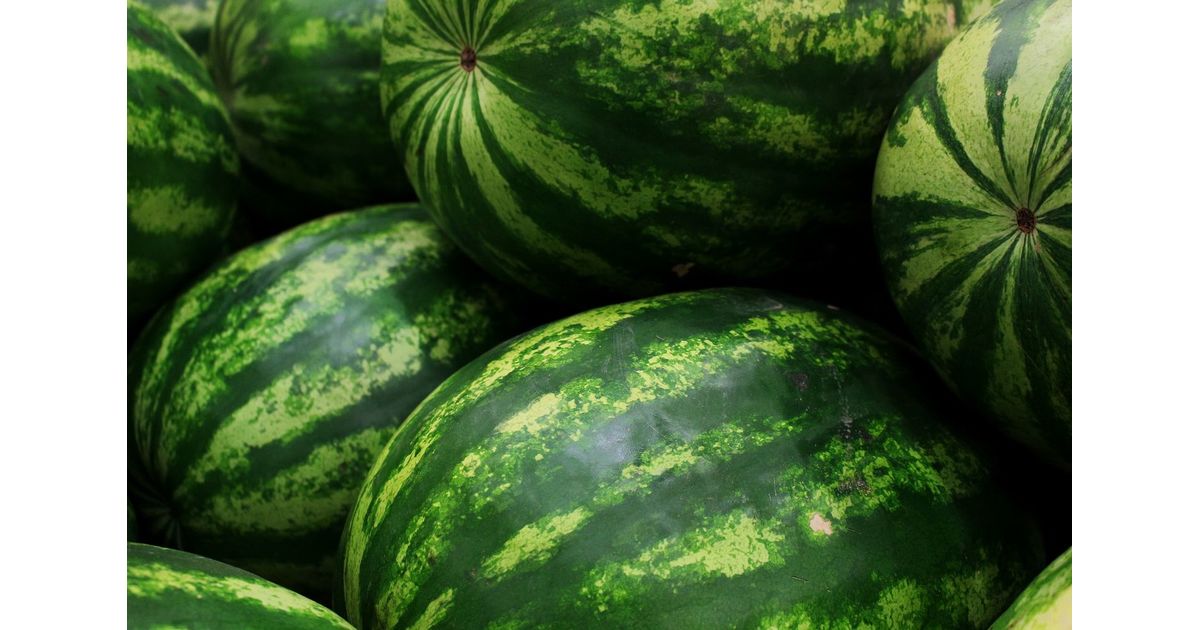 Watermelon Oblong shape over 8 kg - 1 kg - Amaliada - Wikifarmer