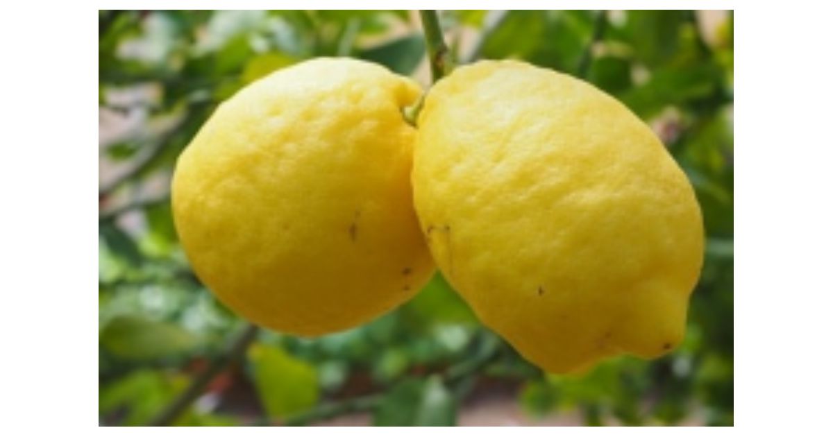 Lisbon Lemon 1kg - Valdoviño - Wikifarmer
