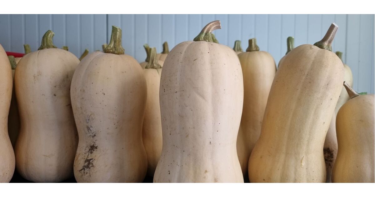 Squash Butternut 1 kg - Vittoria - Wikifarmer