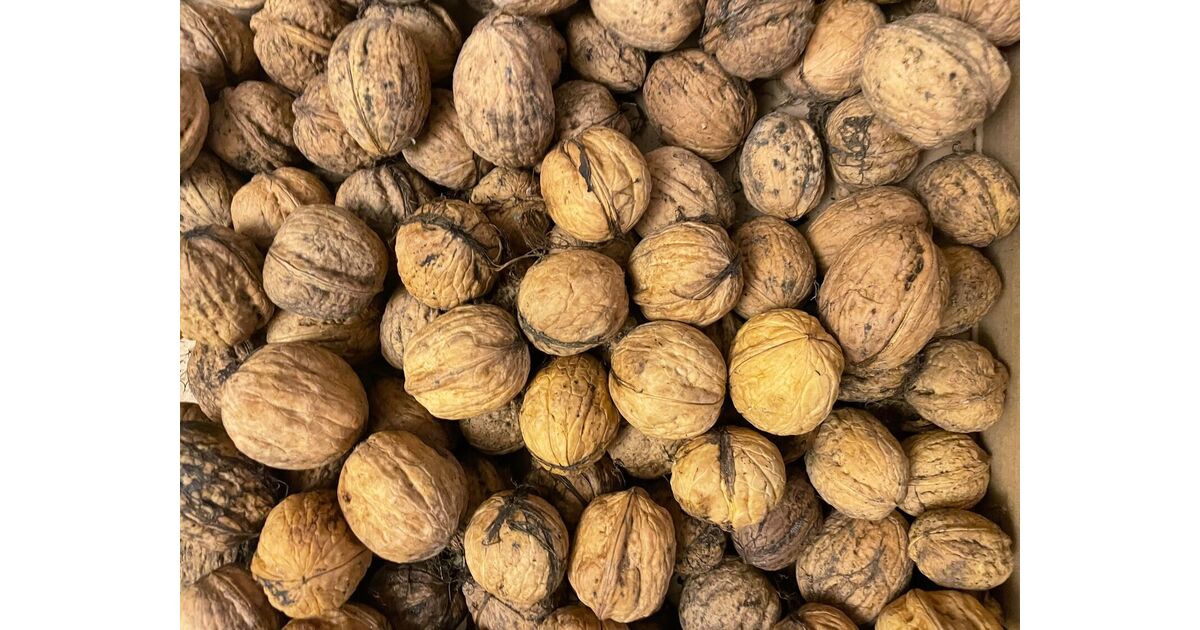 Walnuts - origin Ukraine - L'viv - Wikifarmer