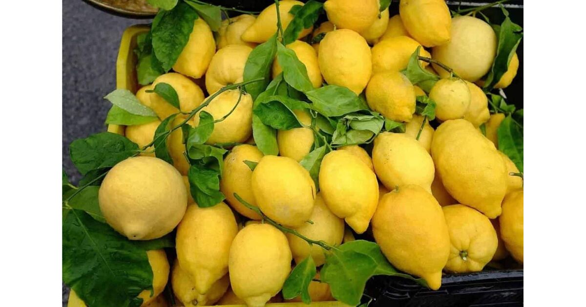 Quality Amalfitano Lemon , 210 kg packs - Valentine's Day Torio ...
