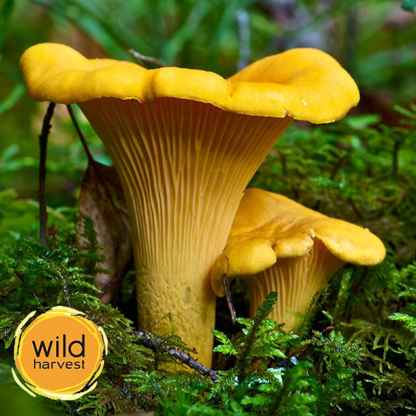 Rebozuelos (Cantharellus cibarius) - 1kg - PERISTERI - Wikifarmer