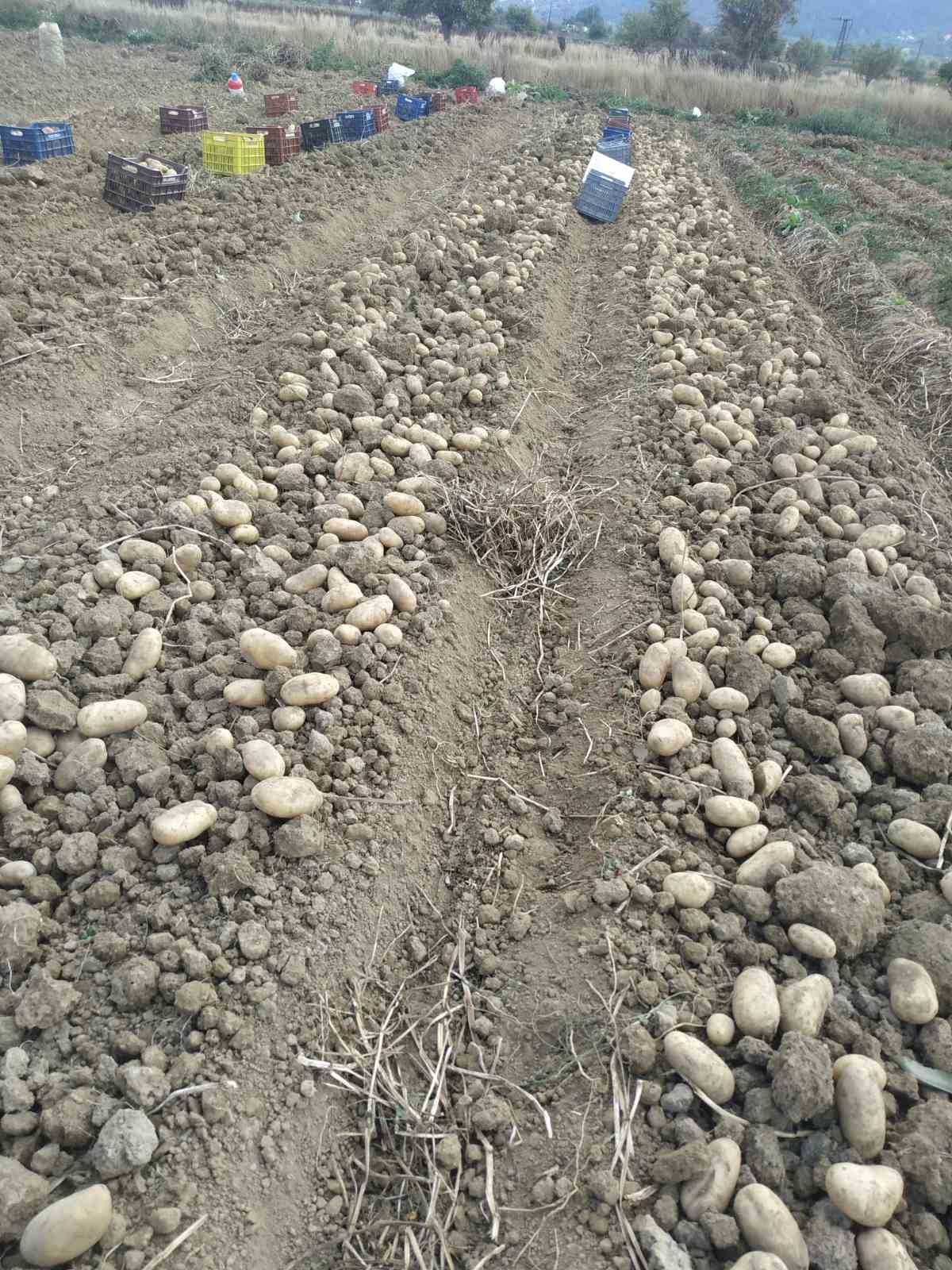 Patatas Spunta 1kg - plati - Wikifarmer